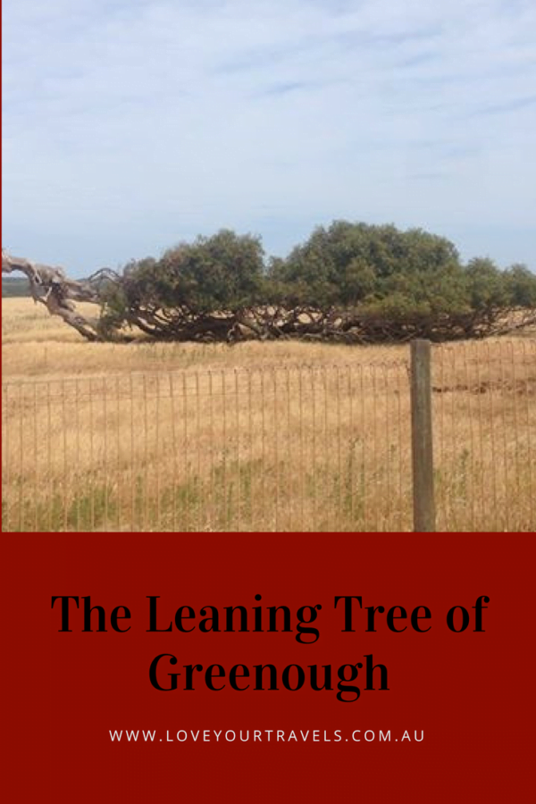 Leaning Trees of Greenough- Western Australia – Love Your Travels