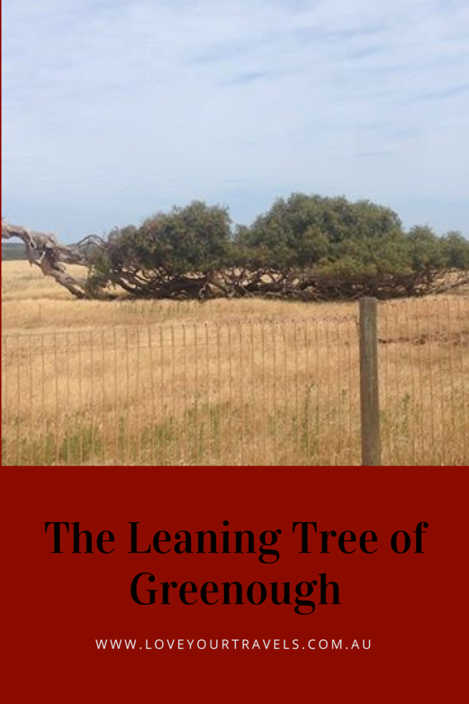 Leaning Trees of Greenough- Western Australia – Love Your Travels